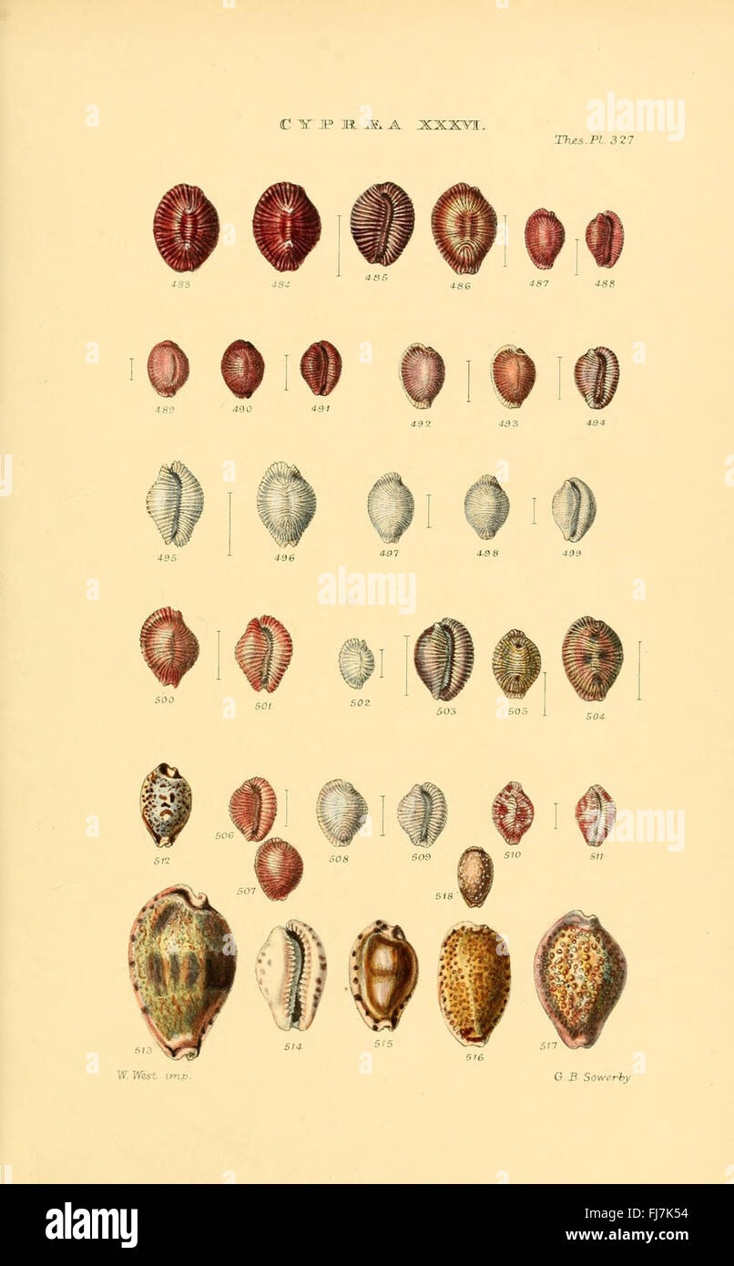 Shells mollusks pictorial works hi-res stock photography and images - Alamy