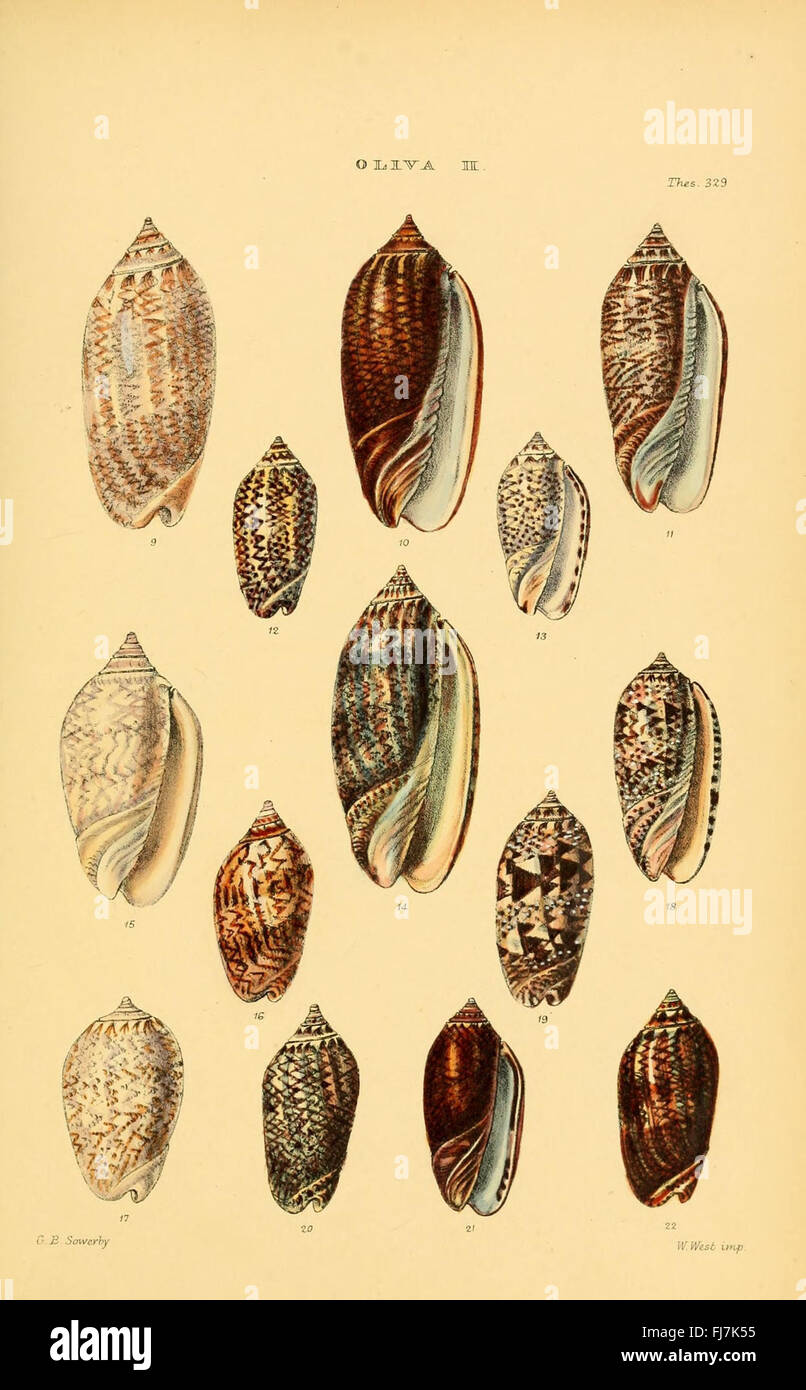 A comprehensive monograph on the classification and study of shell ...