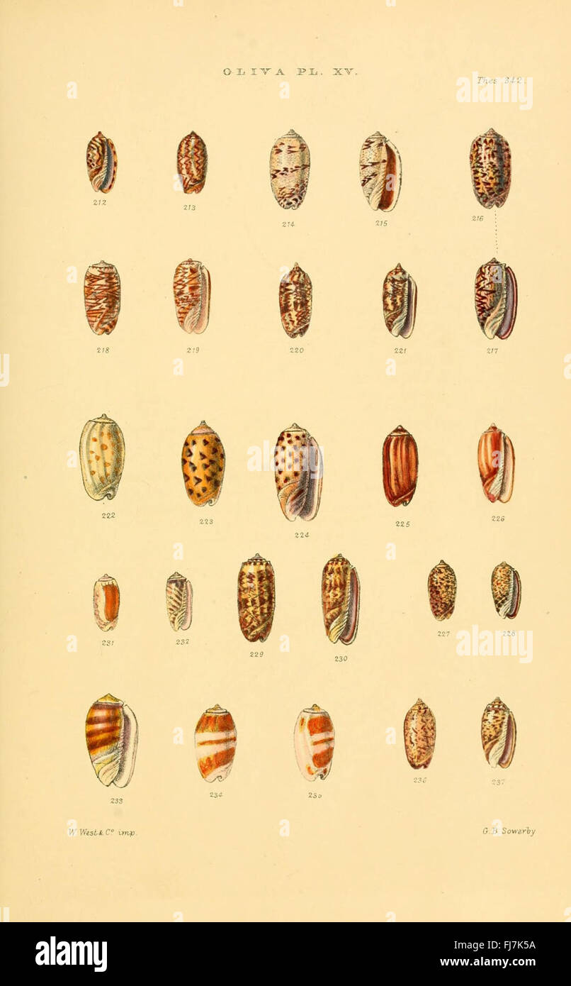 A monograph series on the genera of mollusk shells, showcasing detailed ...