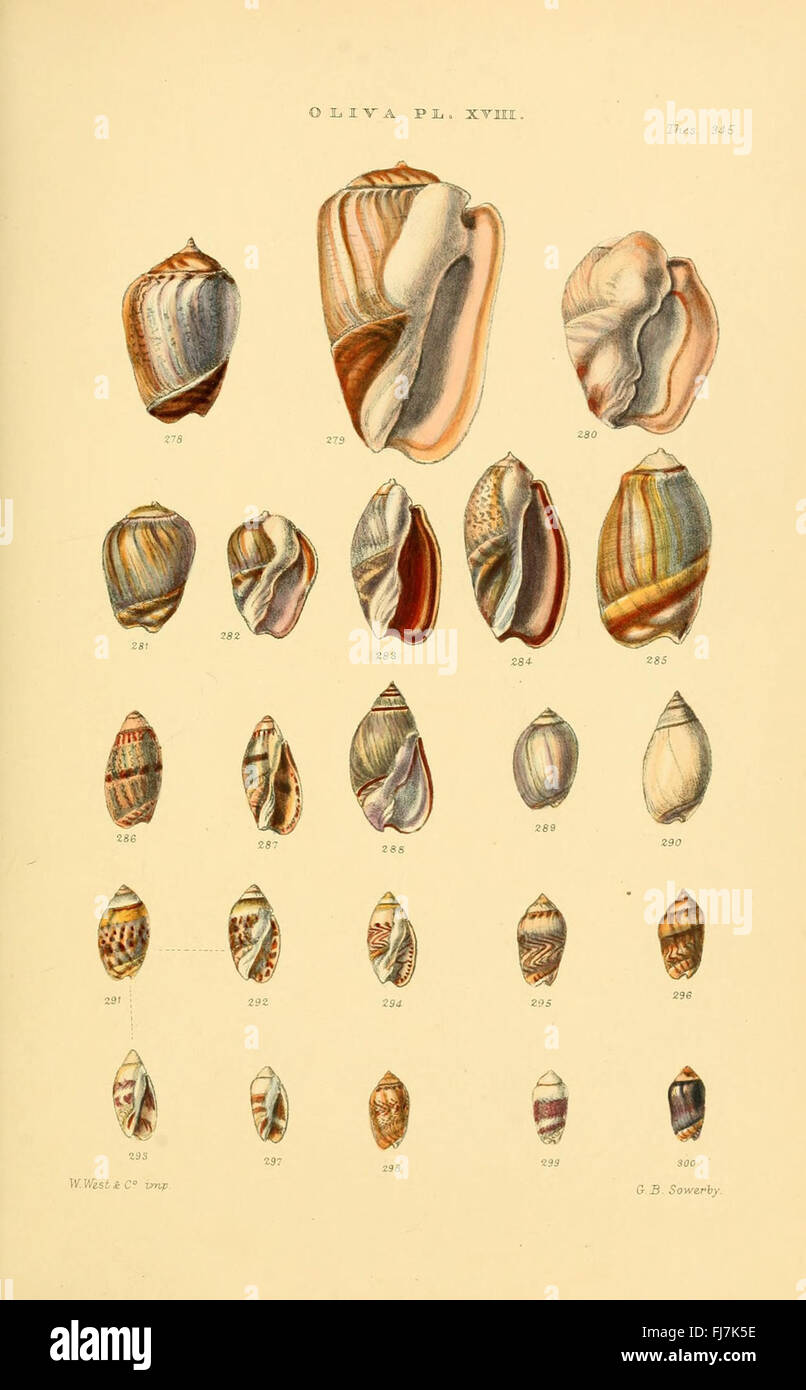 Classifying aquatic life hi-res stock photography and images - Alamy