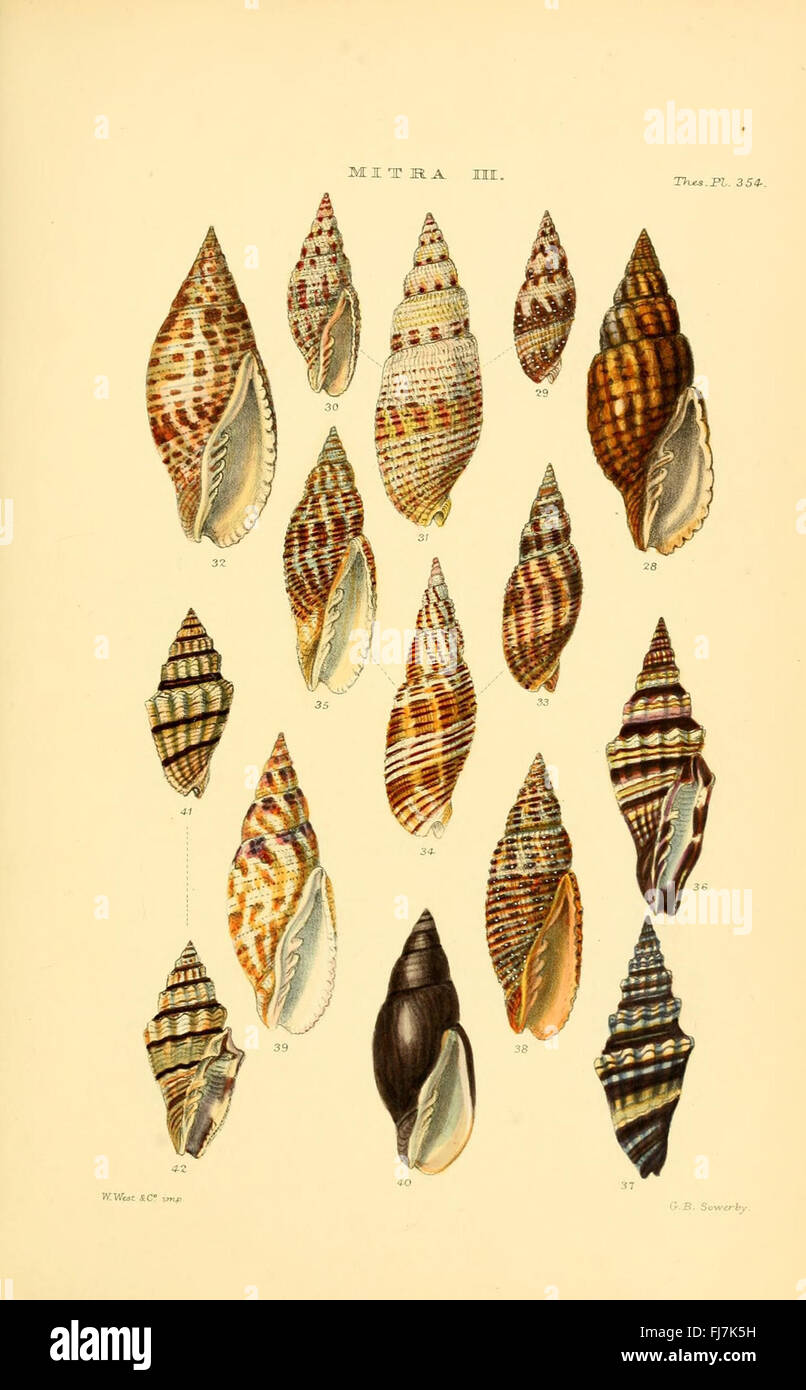 Thesaurus Conchyliorum, Monographs of Shell Genera, Mollusks, Smithsonian Institution Libraries ...