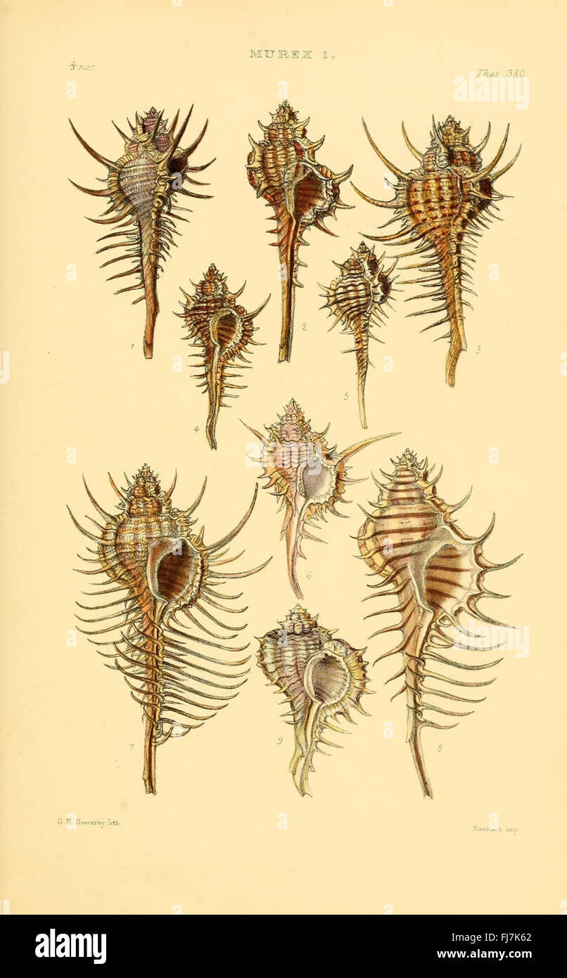 A comprehensive monograph focusing on the taxonomy and classification ...