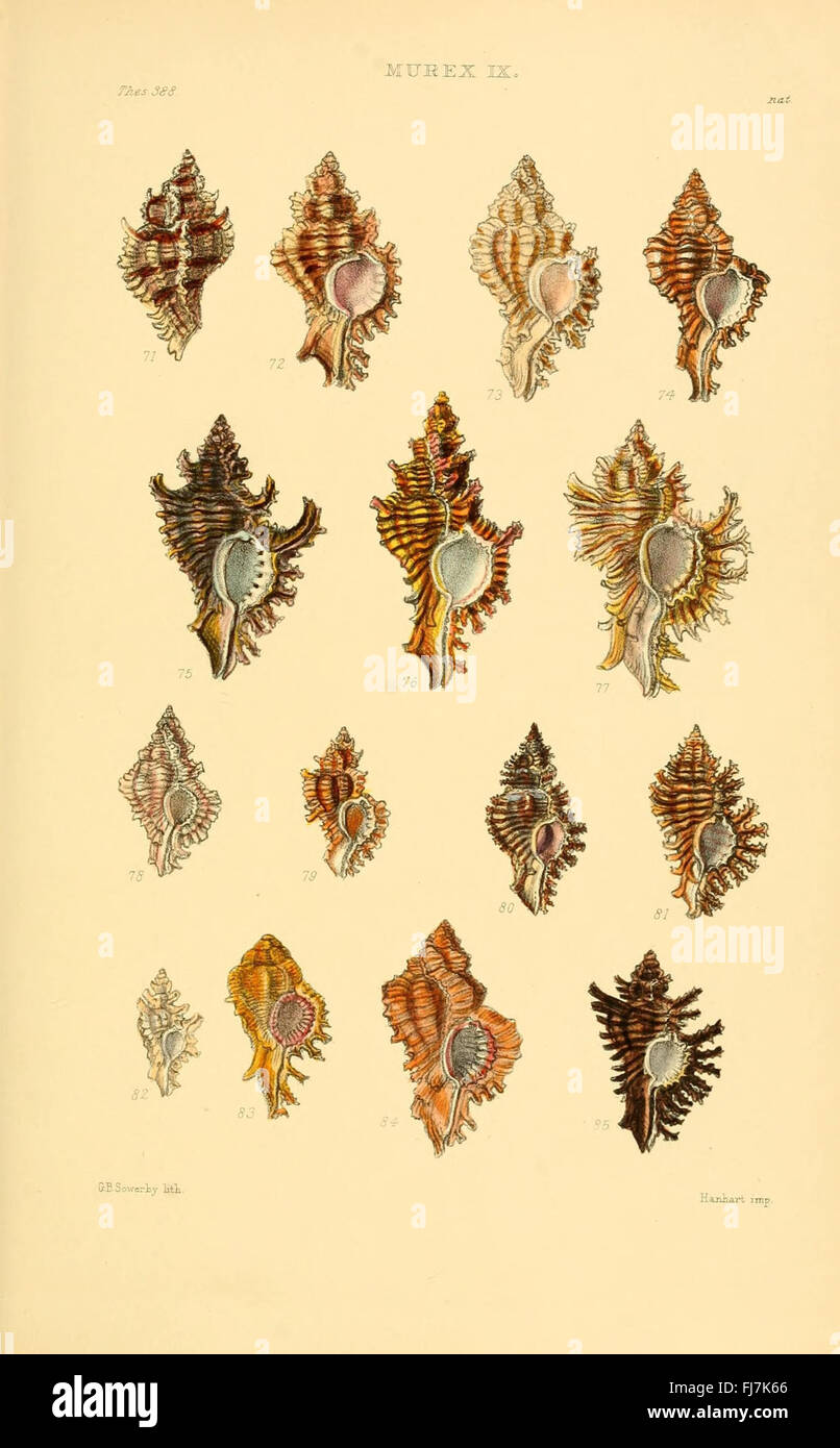 A collection of detailed monographs on various genera of shells ...