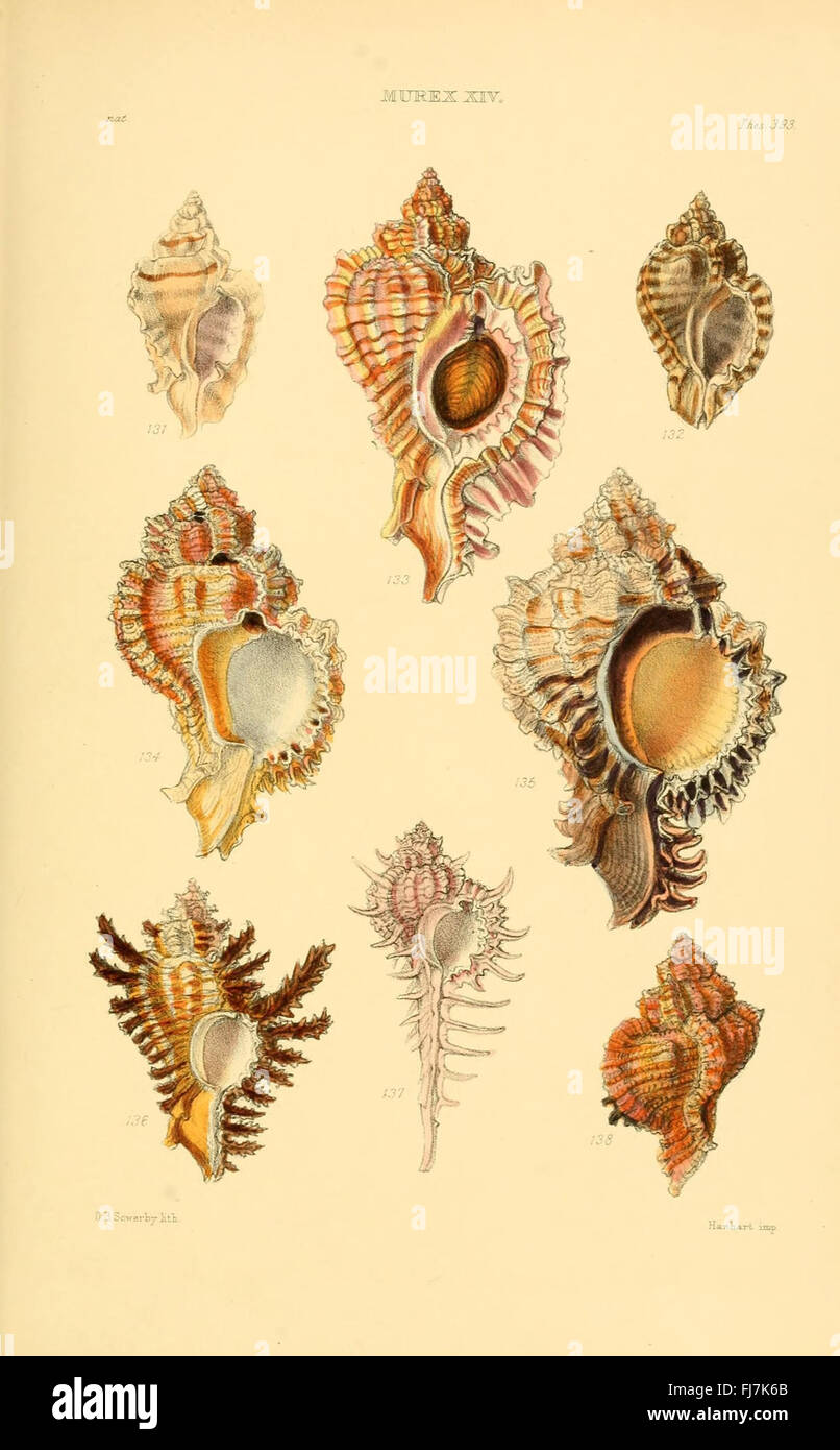 mollusks, marine biology, shell taxonomy, conchology, marine life ...