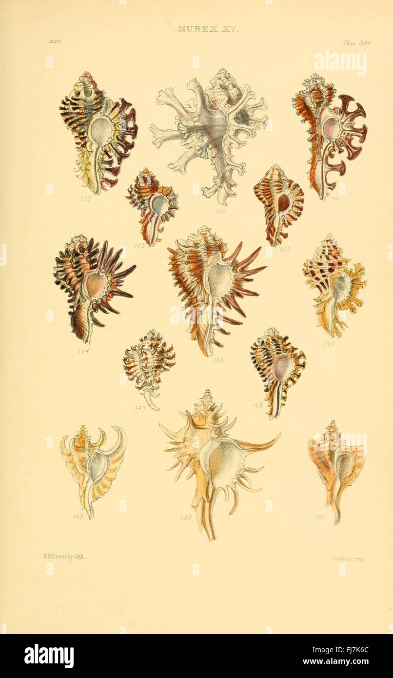 A detailed work on the classification and monographs of shell species ...