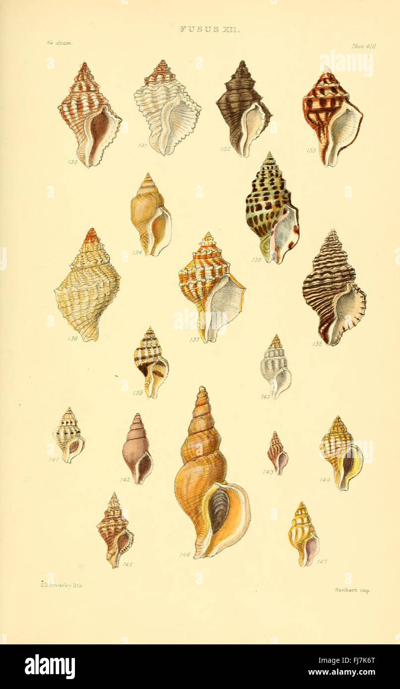 A comprehensive monograph on the genera of shells, featuring detailed ...