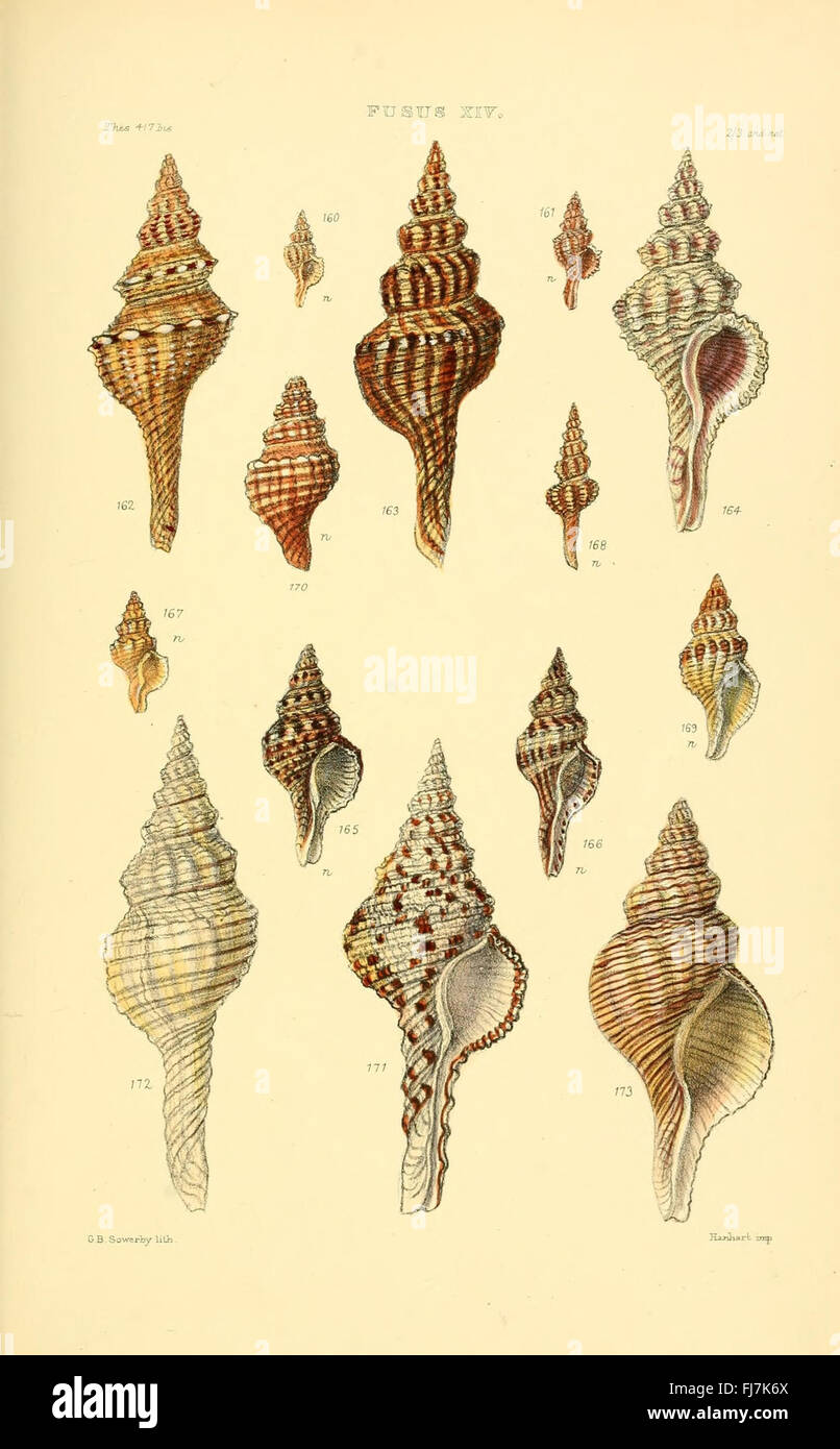 A comprehensive monograph of various shell genera, showcasing the ...