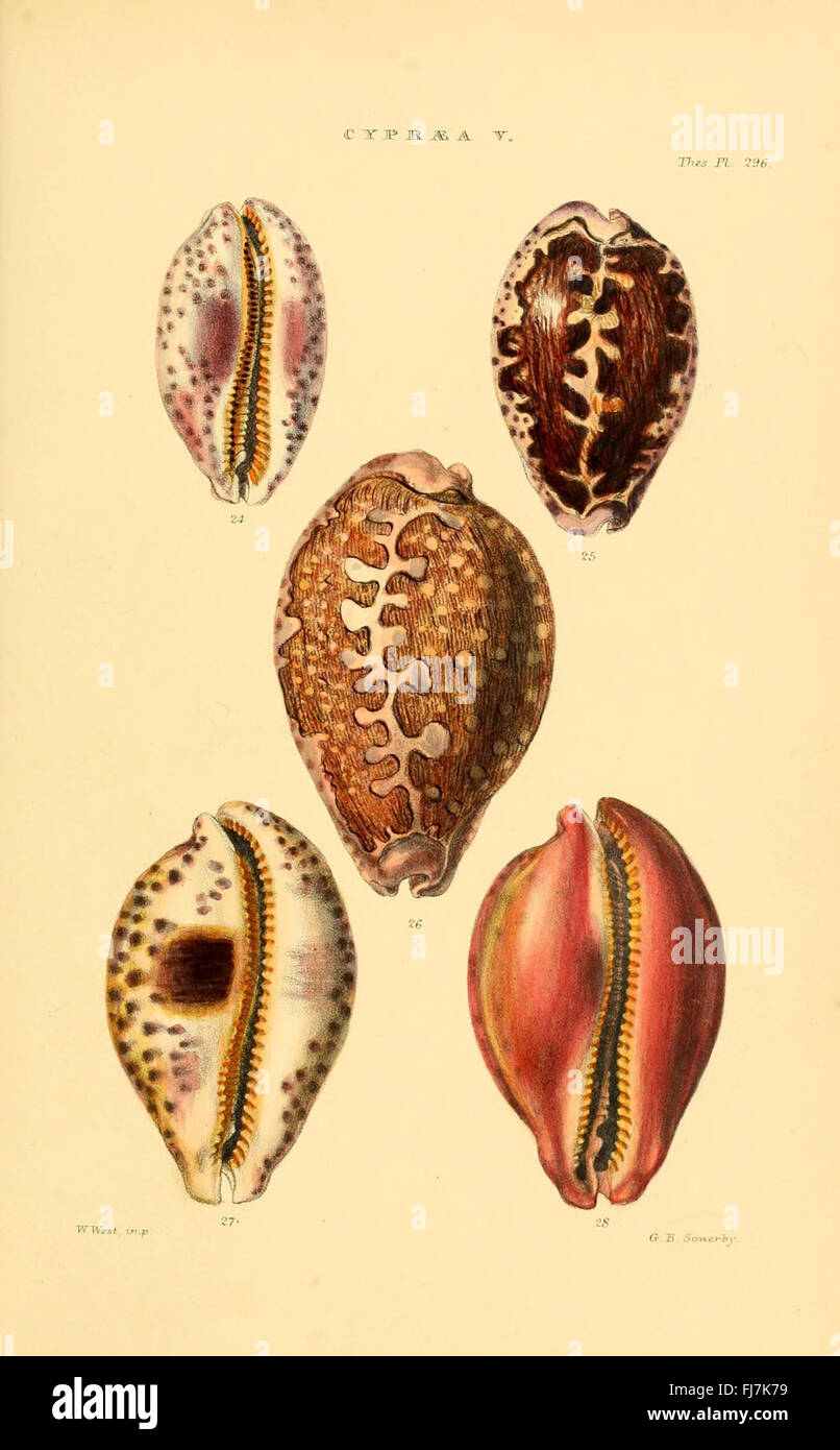 Molluscan genera hi-res stock photography and images - Alamy