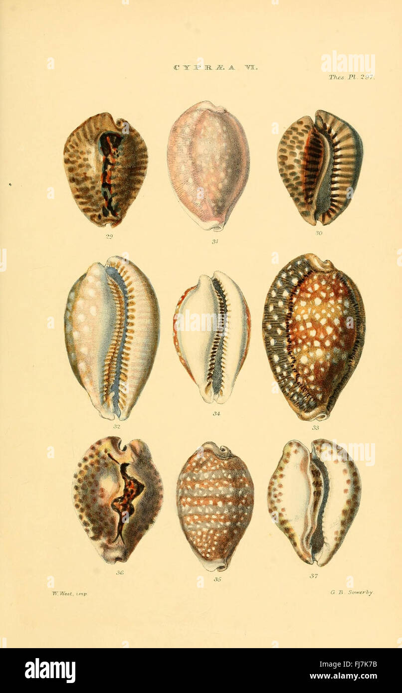 A comprehensive monograph on the genera of shells, from 'Thesaurus ...