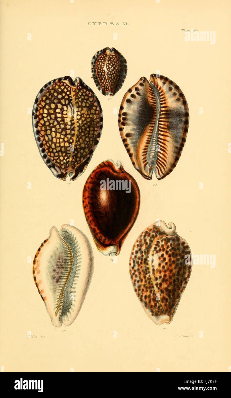 Illustration of various shell species, a monograph of genera of ...