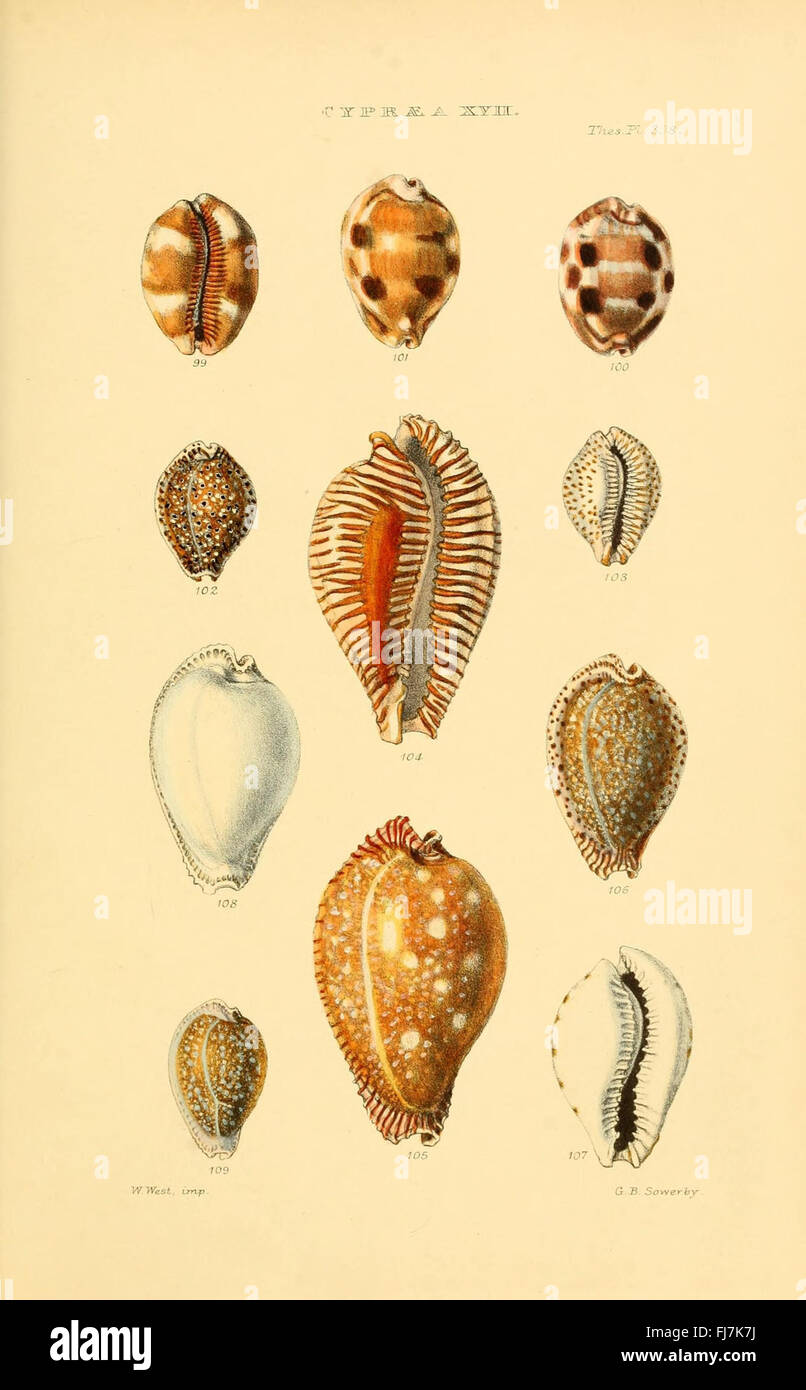 Conchology, Shells, Mollusks, Pictorial works, Smithsonian Institution ...