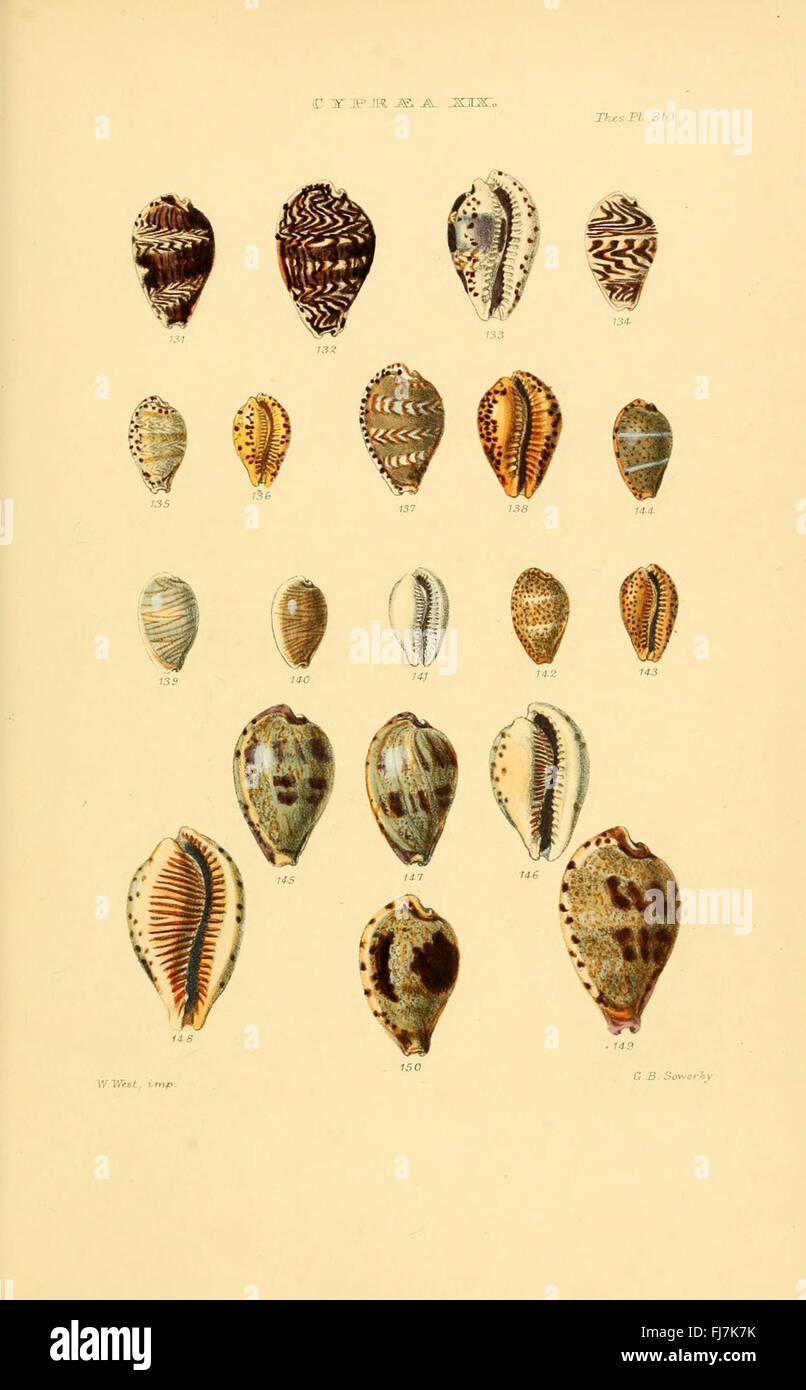 A detailed work from 'Thesaurus Conchyliorum', presenting monographs of shell genera, showcasing ...