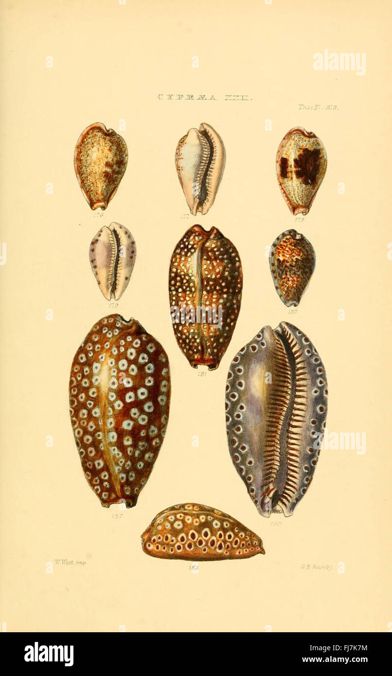 Thesaurus Conchyliorum, or, Monographs of Genera of Shells from the Smithsonian Institution ...
