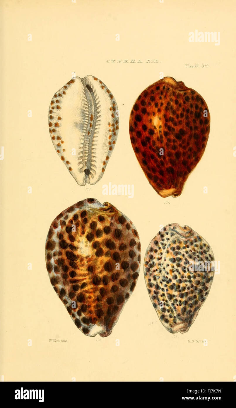 Mollusk archives hi-res stock photography and images - Alamy