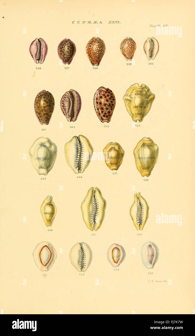 An extensive study and illustration of various mollusk shell genera ...