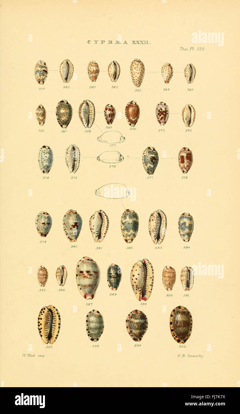 A monograph series focused on the classification and diversity of shell ...