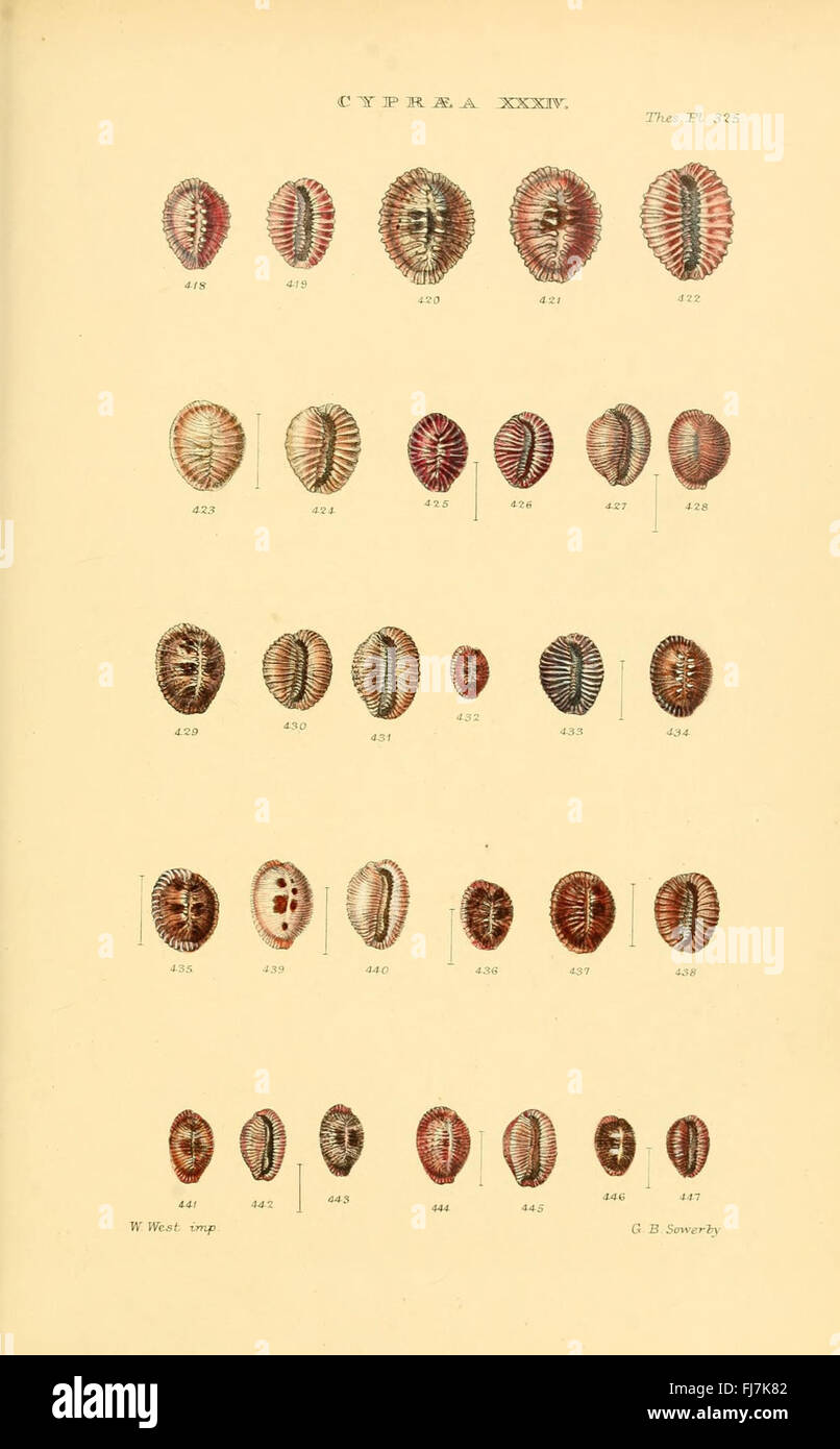 Detailed drawings of shell hi-res stock photography and images - Alamy