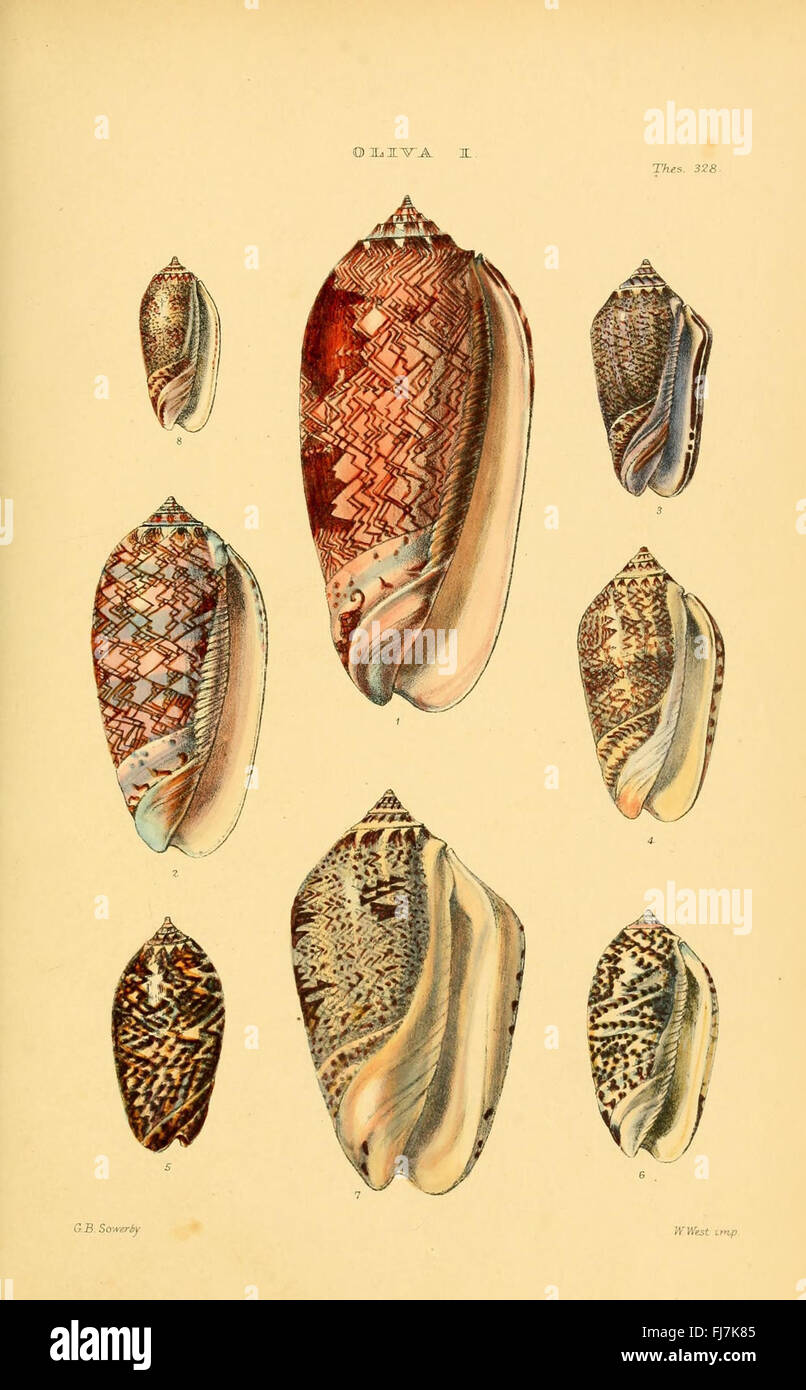 Thesaurus Conchyliorum, or, Monographs of Genera of Shells - A detailed ...