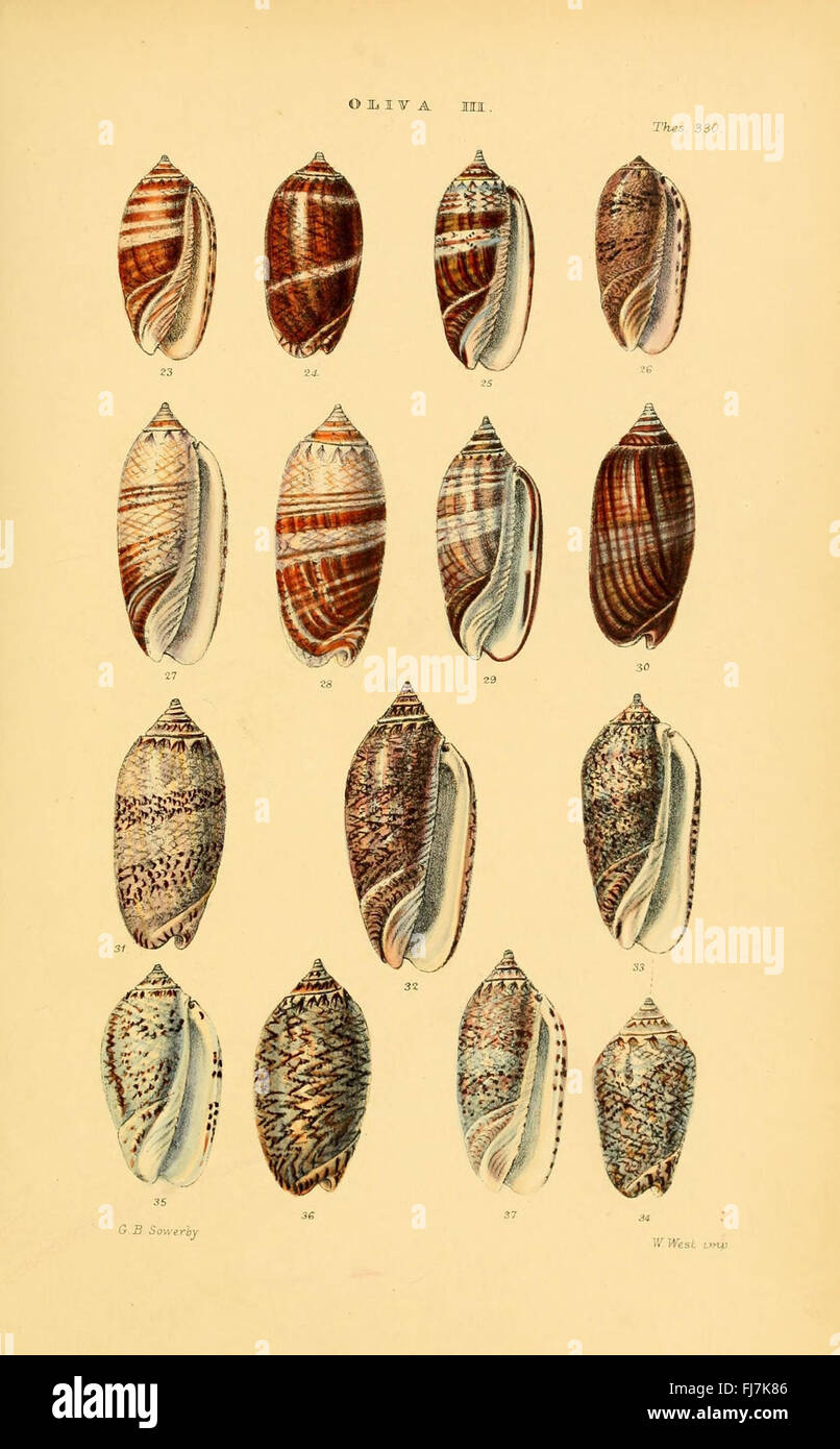 A scientific work focusing on the classification and study of shell ...