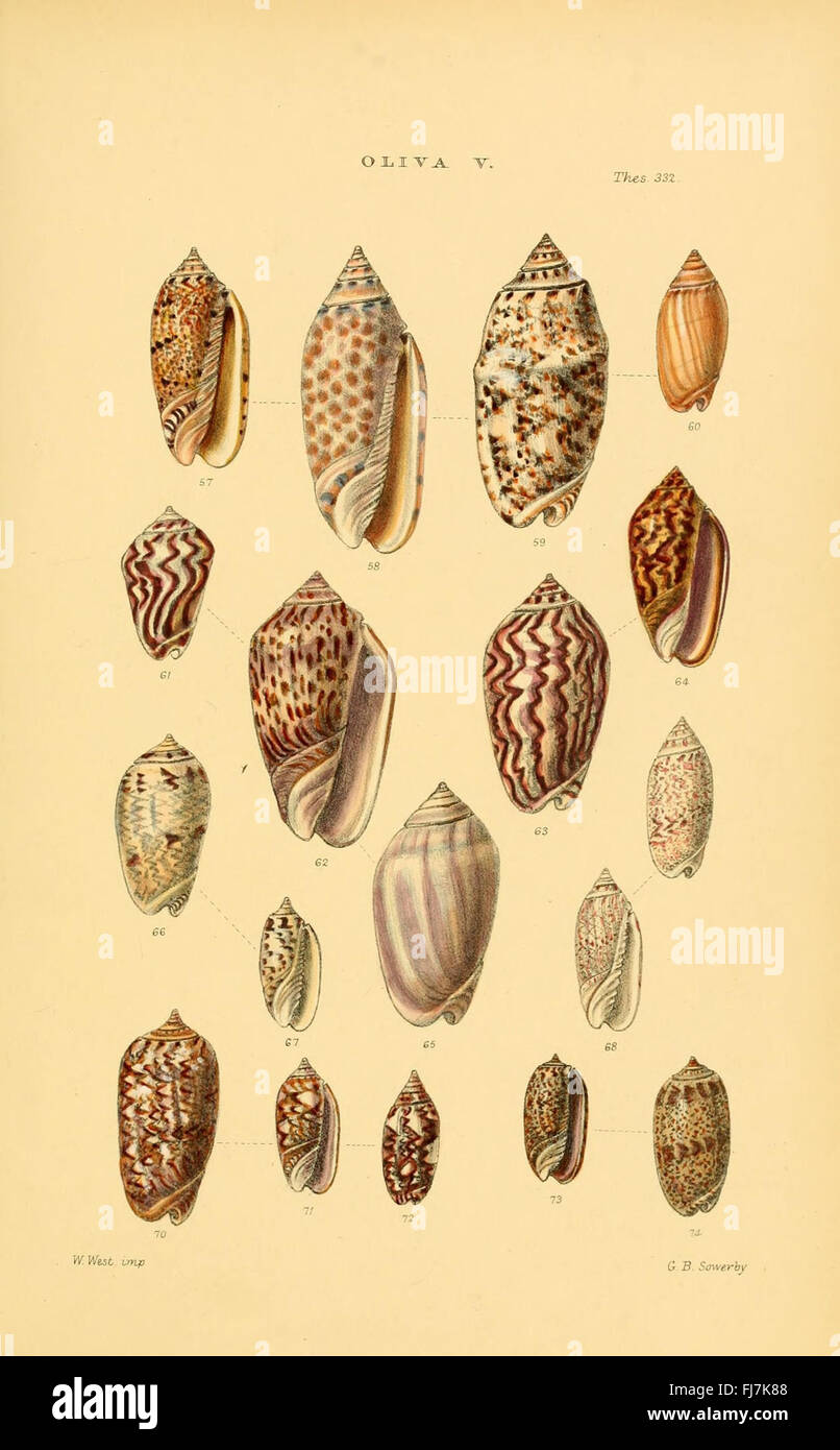 Anatomy evolution pictorial works hi-res stock photography and images ...