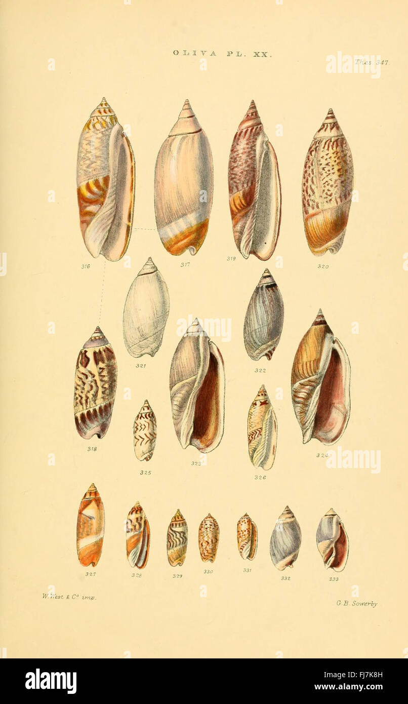 A monograph on various mollusk shell genera, with detailed ...