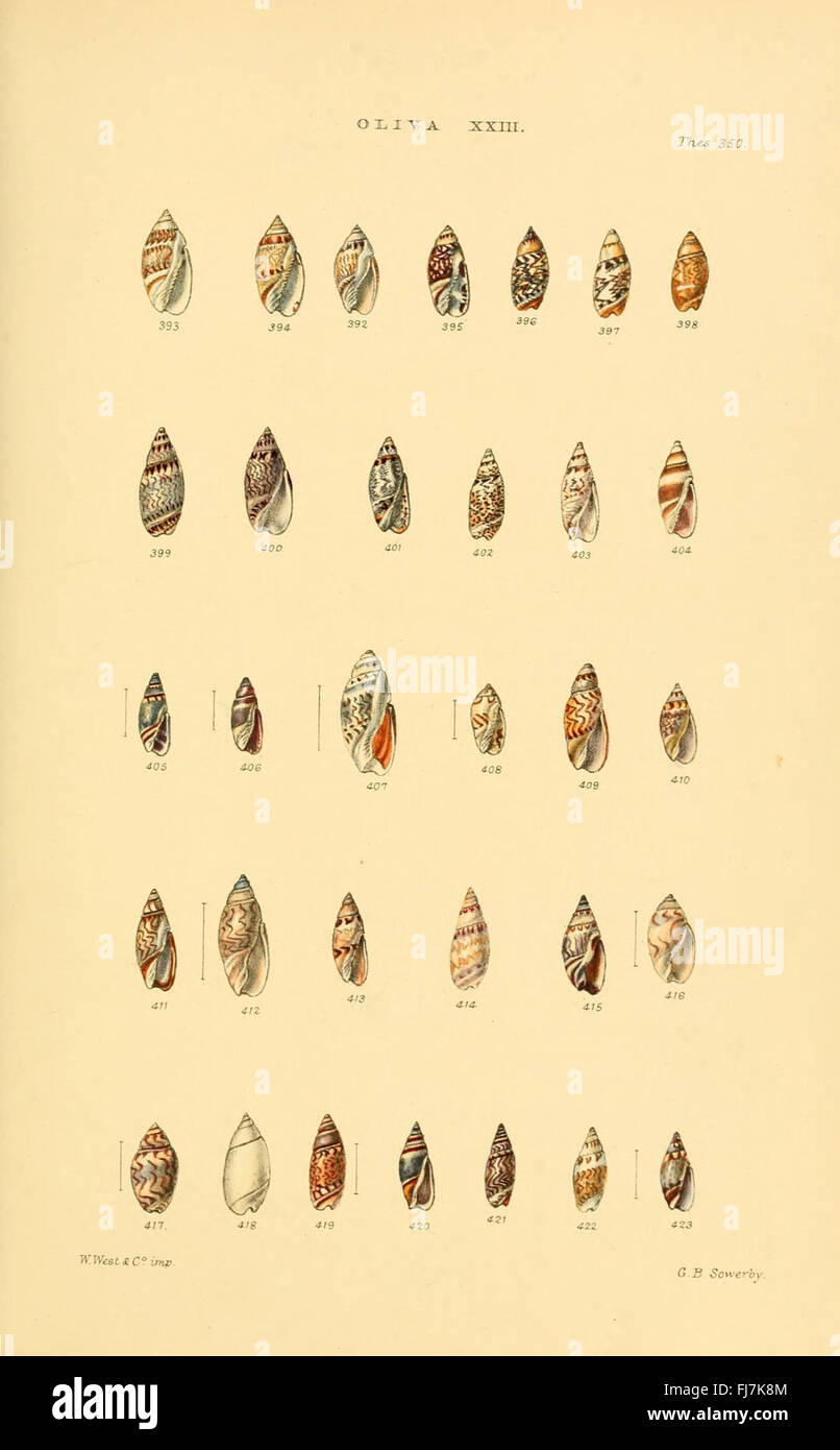 A monograph on the genera of shells, showcasing various mollusk species ...
