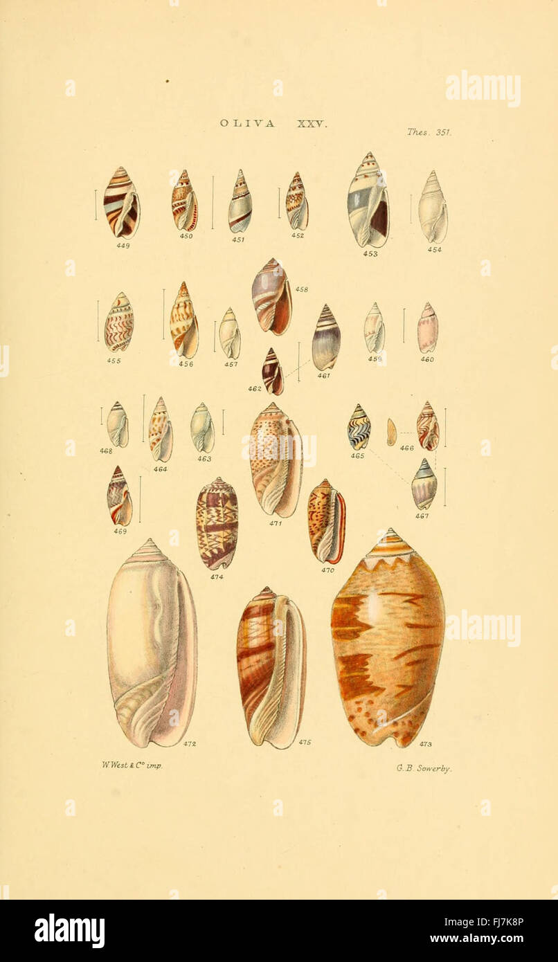 Thesaurus conchyliorum, or, Monographs of genera of shells: A ...