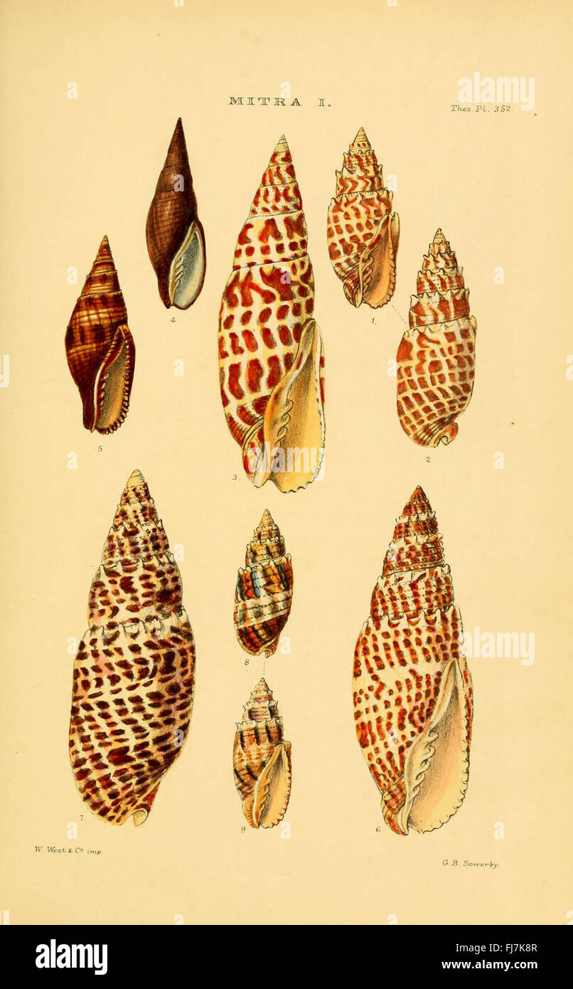 A monograph of various genera of shells, detailing the classification ...
