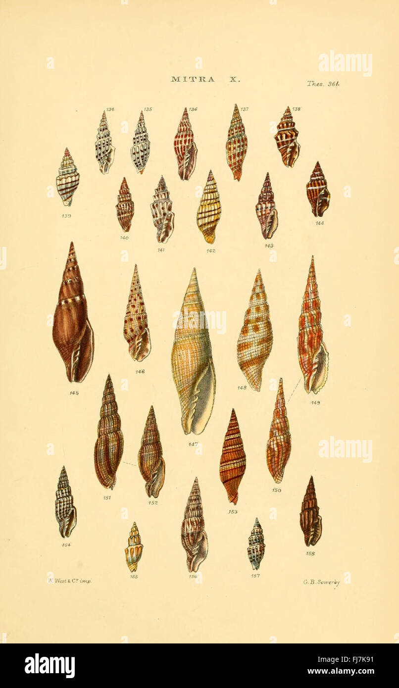 Thesaurus Conchyliorum - A catalog of shell genera, providing ...