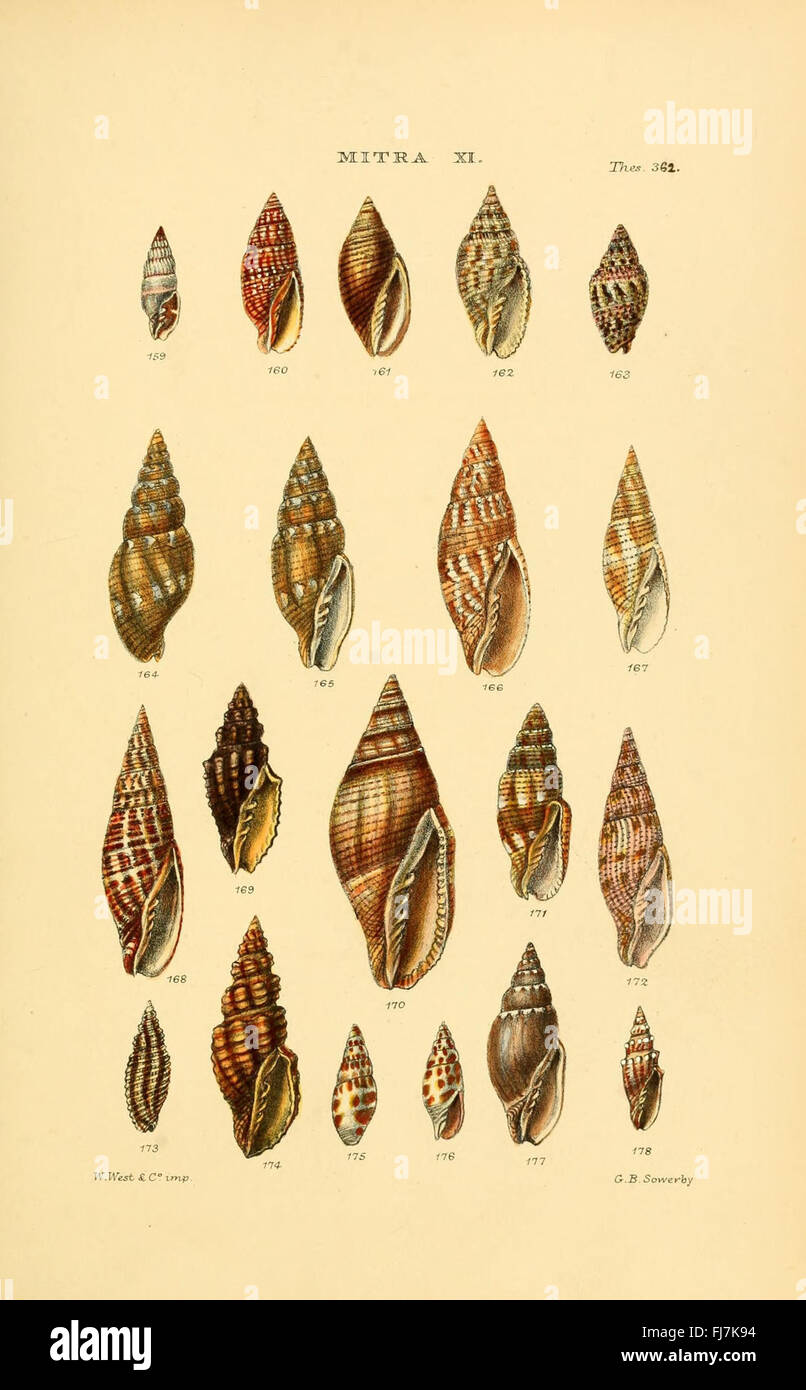Thesaurus Conchyliorum catalogs various mollusk and shell species ...