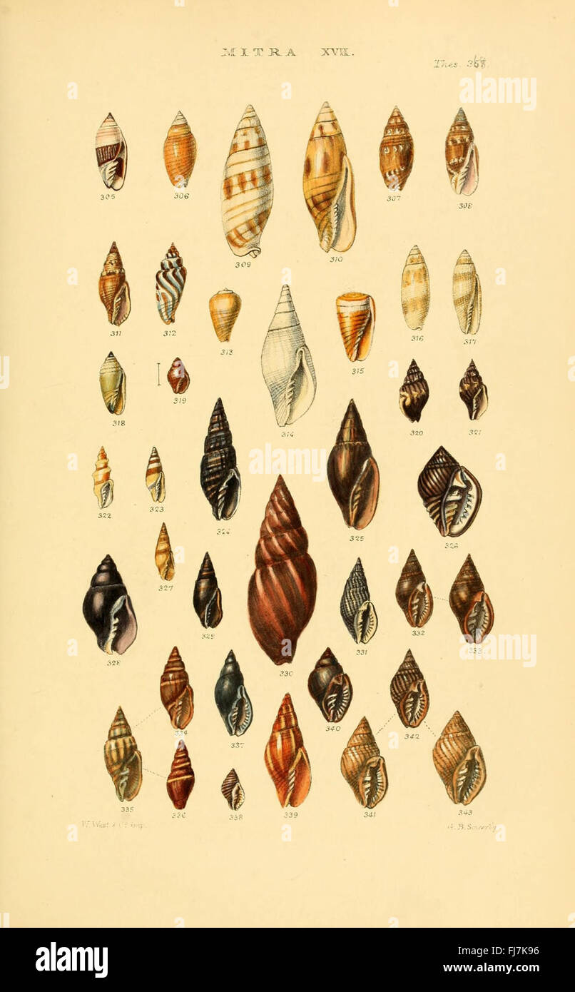 An extensive collection of shell species, presented in detailed ...