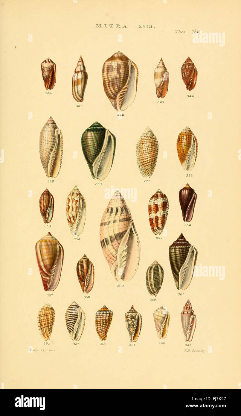 A comprehensive monograph on mollusk shell species, including detailed ...