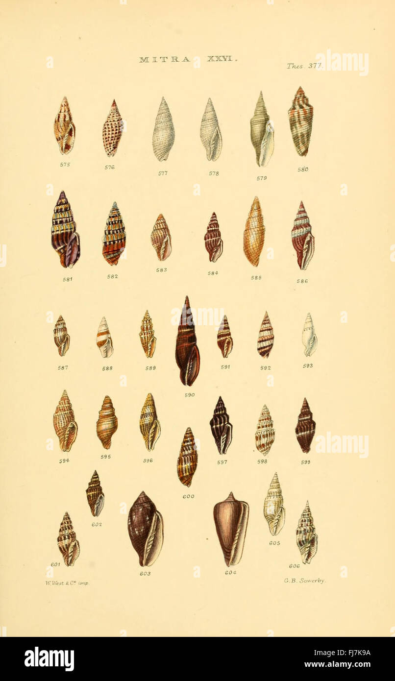 A monograph on the genera of mollusks, featuring detailed illustrations ...