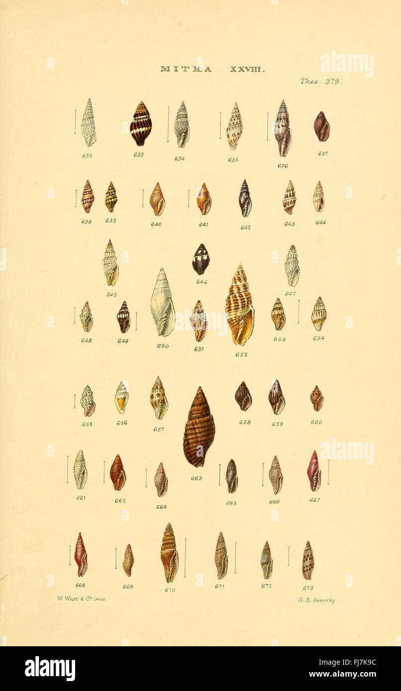 A detailed study of various genera of mollusks, focusing on shell ...