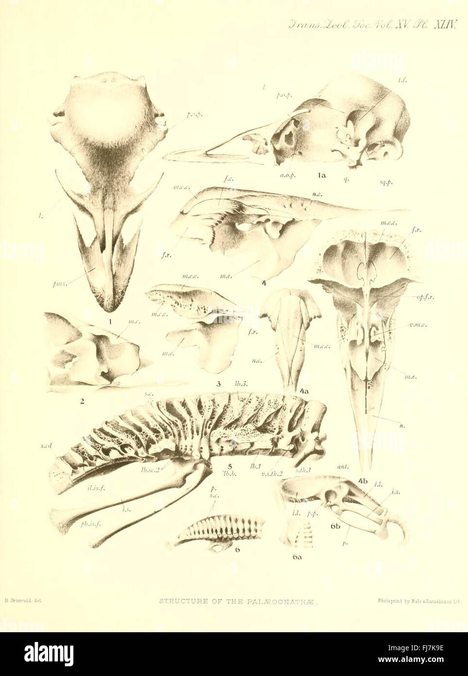 A detailed monograph on the cassowary genus (Casuarius), a type of ...
