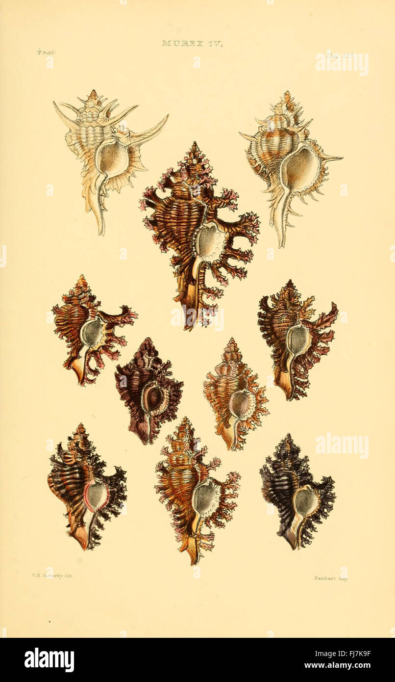 Monographs of Shell Genera, Mollusks, Smithsonian Institution Libraries Stock Photo - Alamy