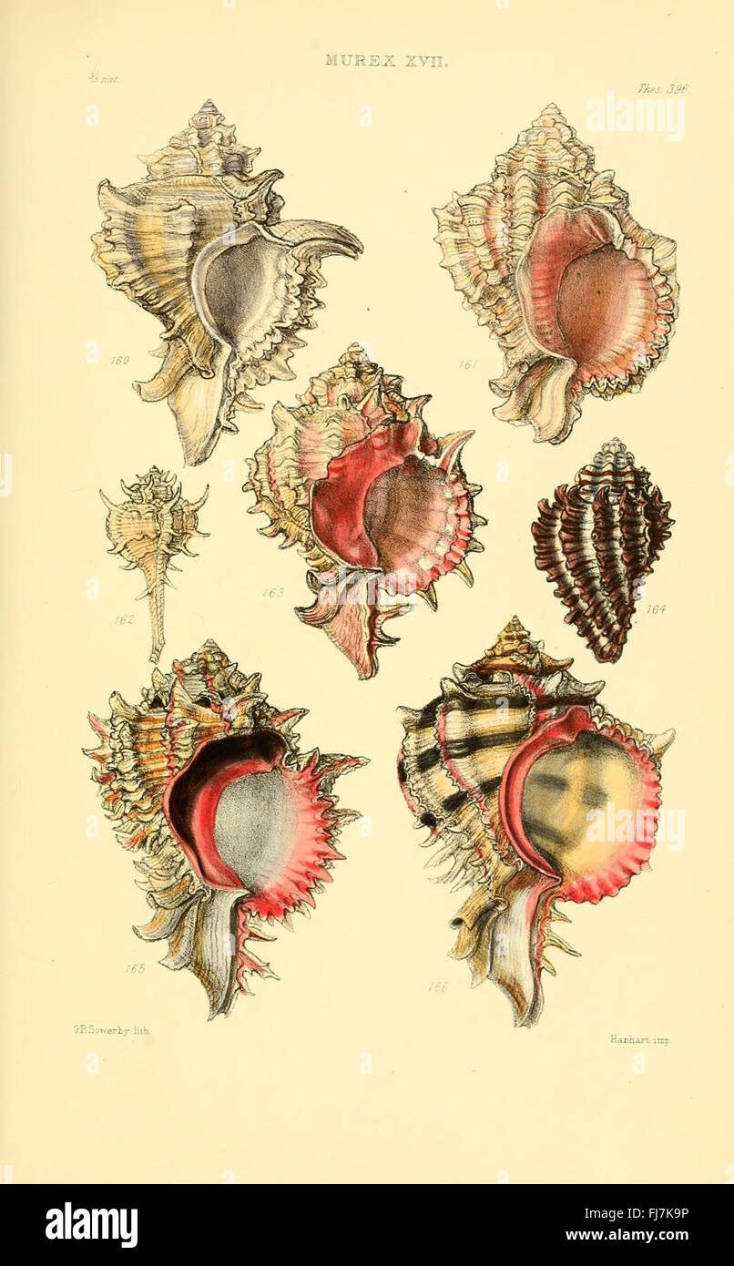 A comprehensive monograph on the genera of shells, showcasing a variety ...