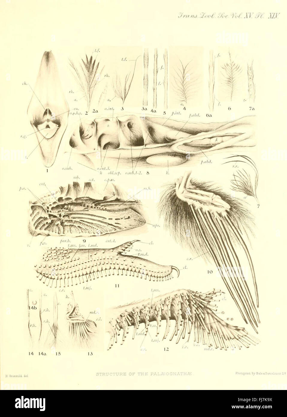 Casuarius, cassowaries, ratites, bird monograph, bird classification ...