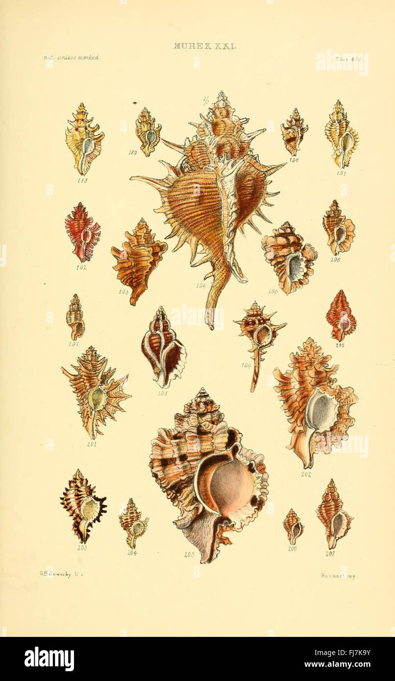 A comprehensive work on the classification and illustrations of shell ...