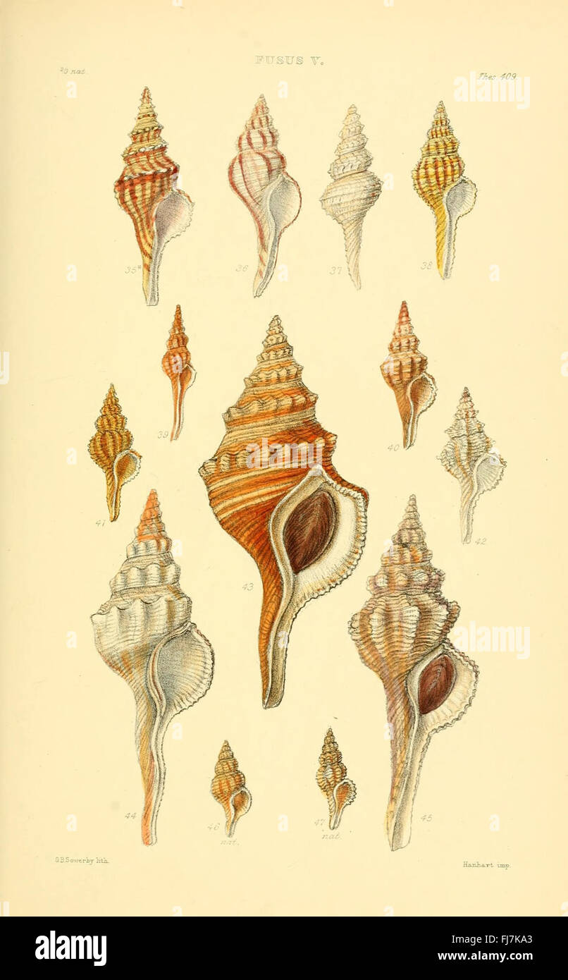 A detailed catalog of shell genera, illustrating and describing various ...