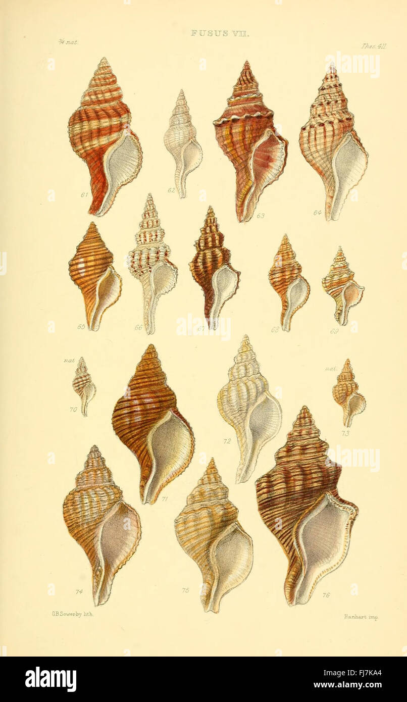 A monograph collection on mollusk shells, with detailed descriptions ...