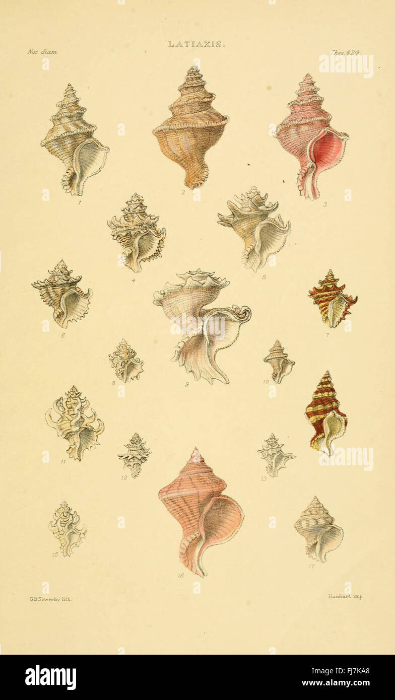 Biodiversity of mollusks hi-res stock photography and images - Alamy