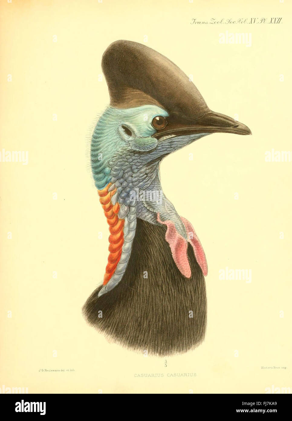 A Monograph of the Genus Casuarius (Pl. XXII) - A detailed study of the ...