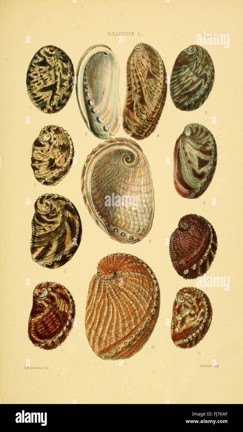 A monographic collection of shell genera, cataloging mollusk species ...
