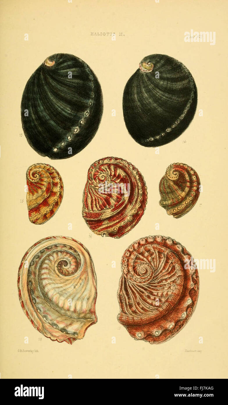 Different types of mollusks hi-res stock photography and images - Alamy