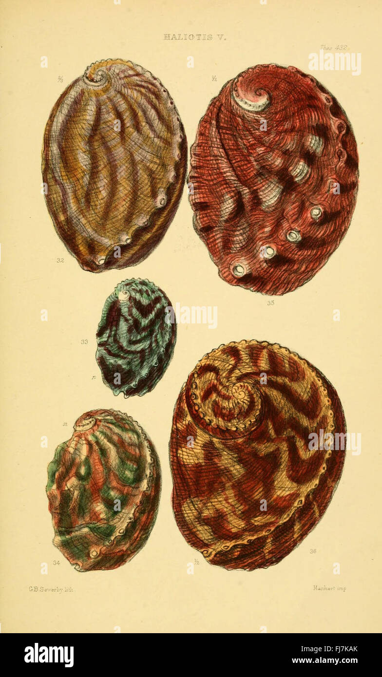A continuation of the monograph series on mollusk shells, providing in ...