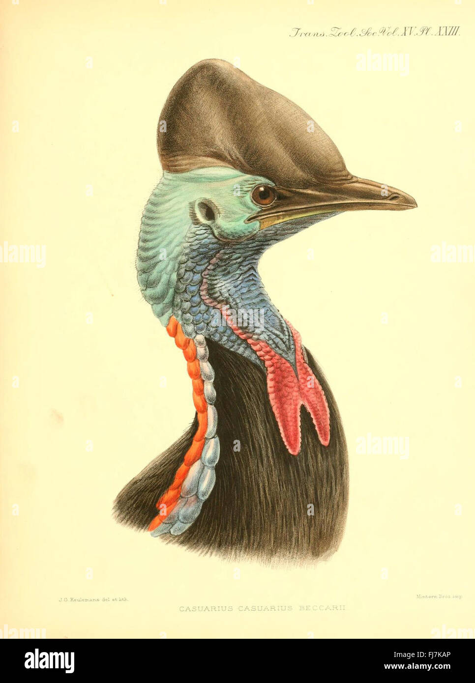 A detailed monograph on the genus Casuarius, examining the cassowary ...