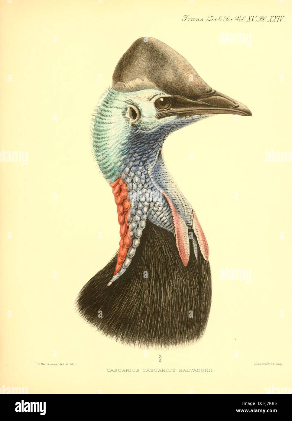 Illustration of the cassowary, a large flightless bird genus, with ...