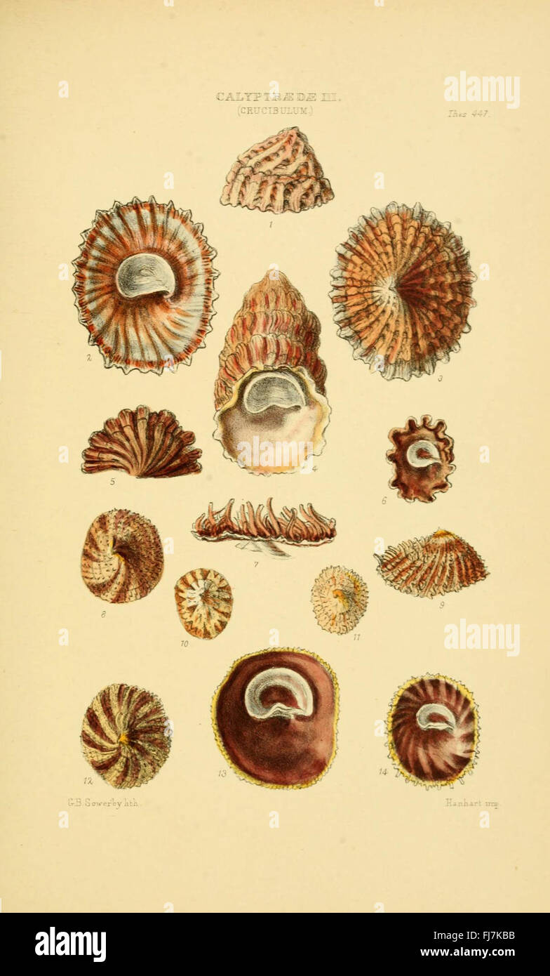 A detailed monograph on various genera of shells, illustrating and ...