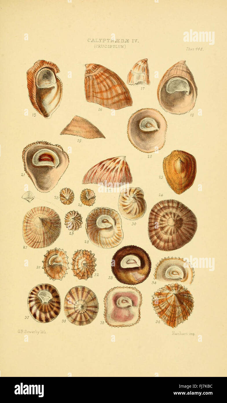 A study on mollusk shells, focusing on the classification and ...